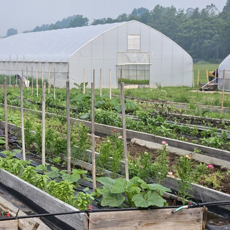 Wallace Center : Farm to Food Assistance Technical Support
